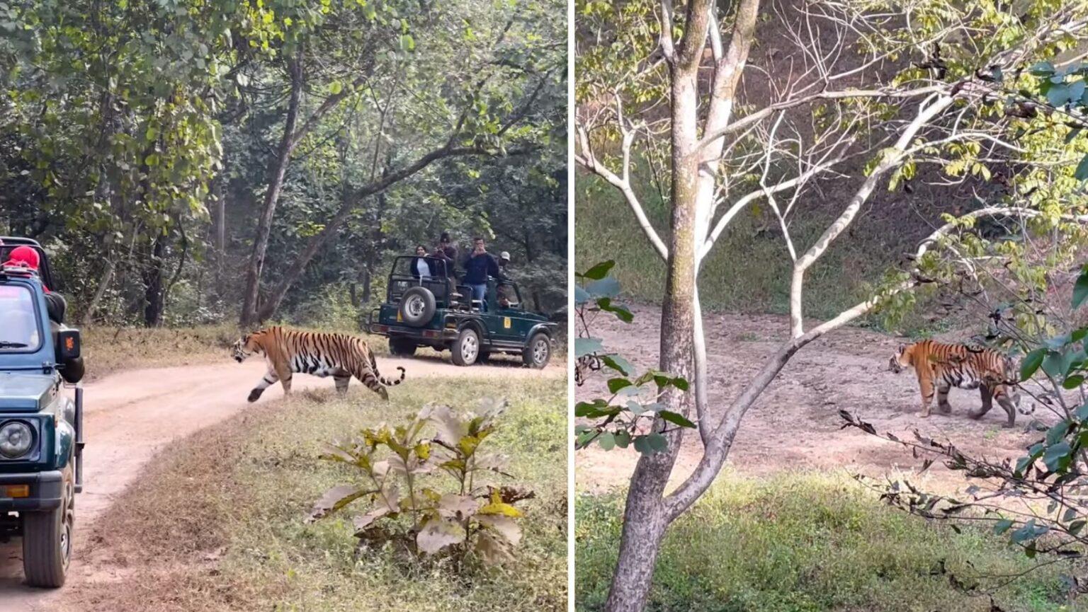 Pench Tiger Reserve: Safari Timings, Entry Fees!