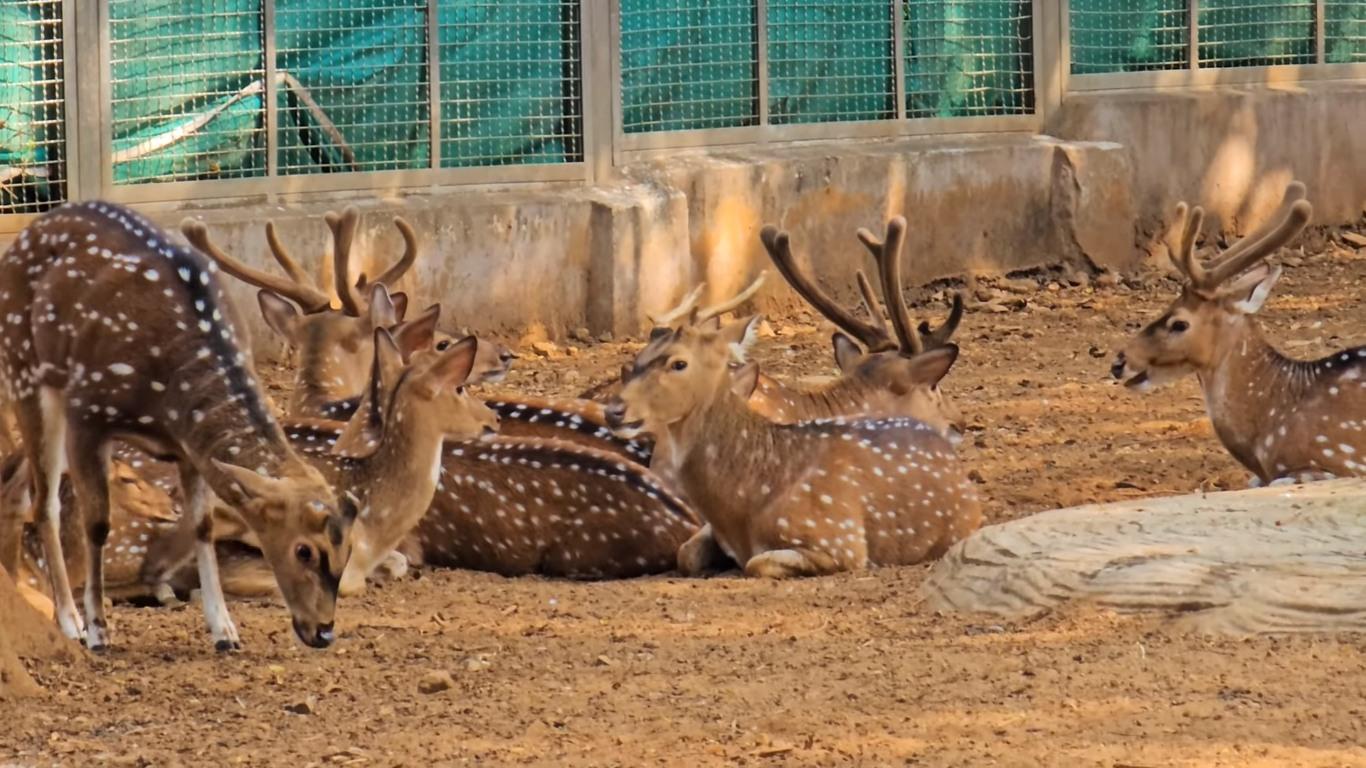 Veermata Jijabai Bhosale Botanical Udyan and Zoo: Timings & Entry Fee!