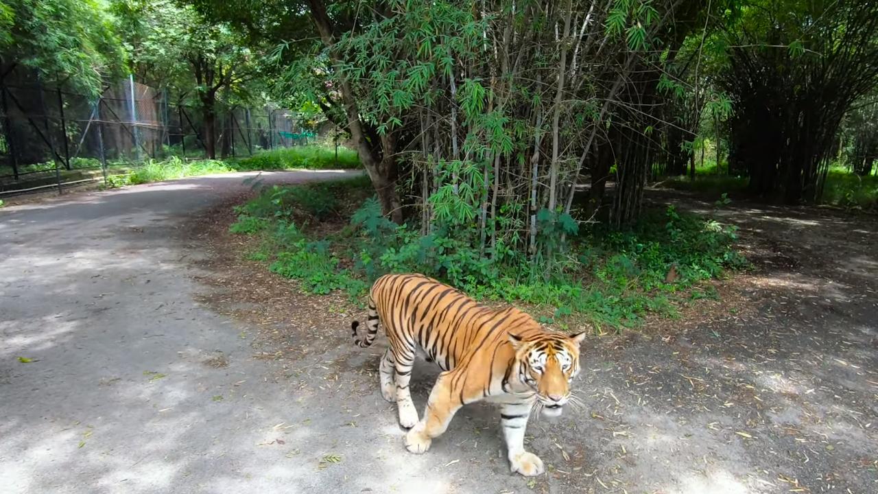 Bannerghatta National Park: About, Entry fee, Timings, Safari!