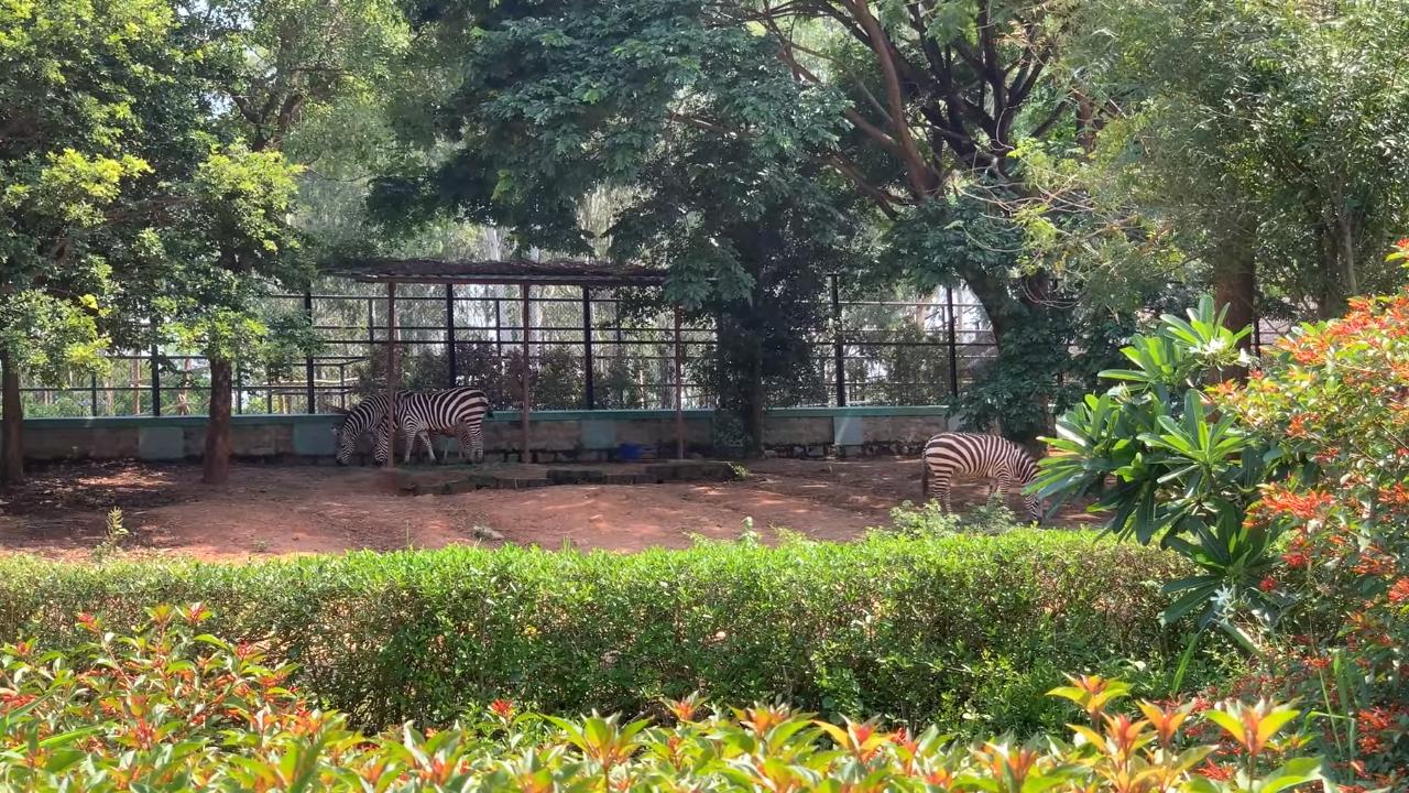 Bannerghatta National Park: About, Entry fee, Timings, Safari!