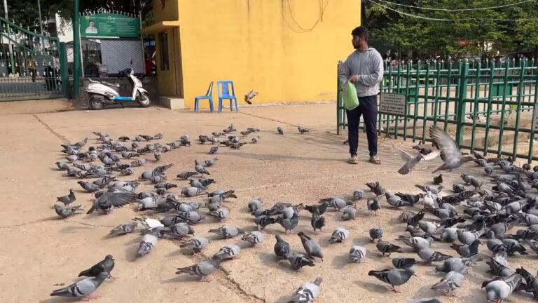 Ulsoor Lake: Timings, Entry fee, Boating, Things to do!