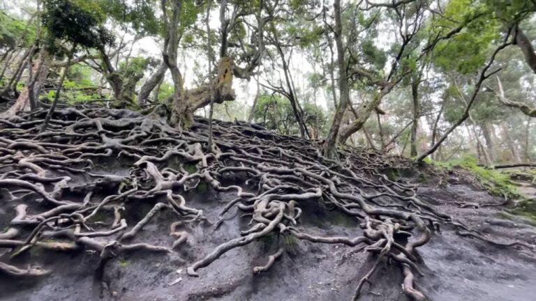 Guna Caves Kodaikanal: History, Timings, Entry Fee, Photos!