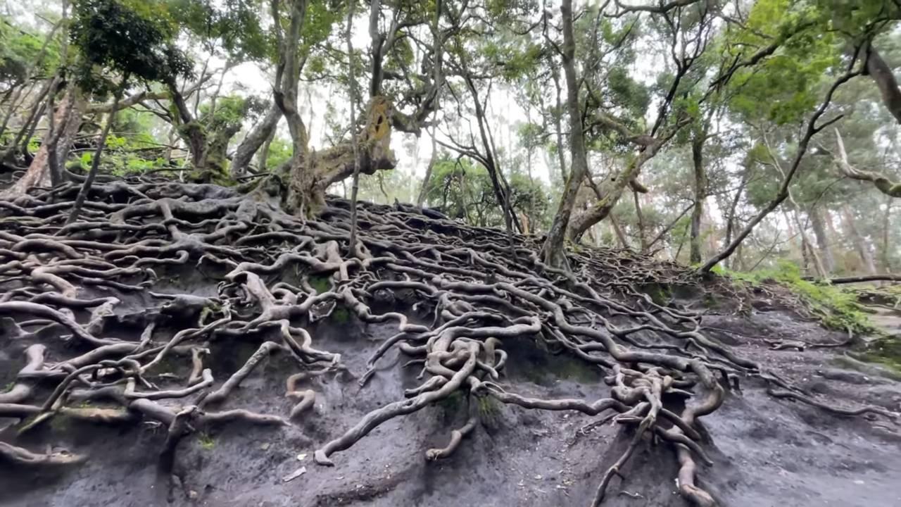 Guna Caves Kodaikanal: History, Timings, Entry Fee, Photos!