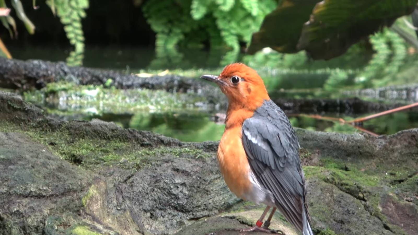 Chester Zoo Day Trip: Tickets, Timing, Hotels & Must-See Animals ...