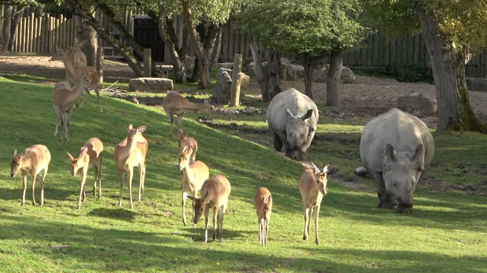 Chester Zoo Day Trip: Tickets, Timing, Hotels & Must-See Animals ...