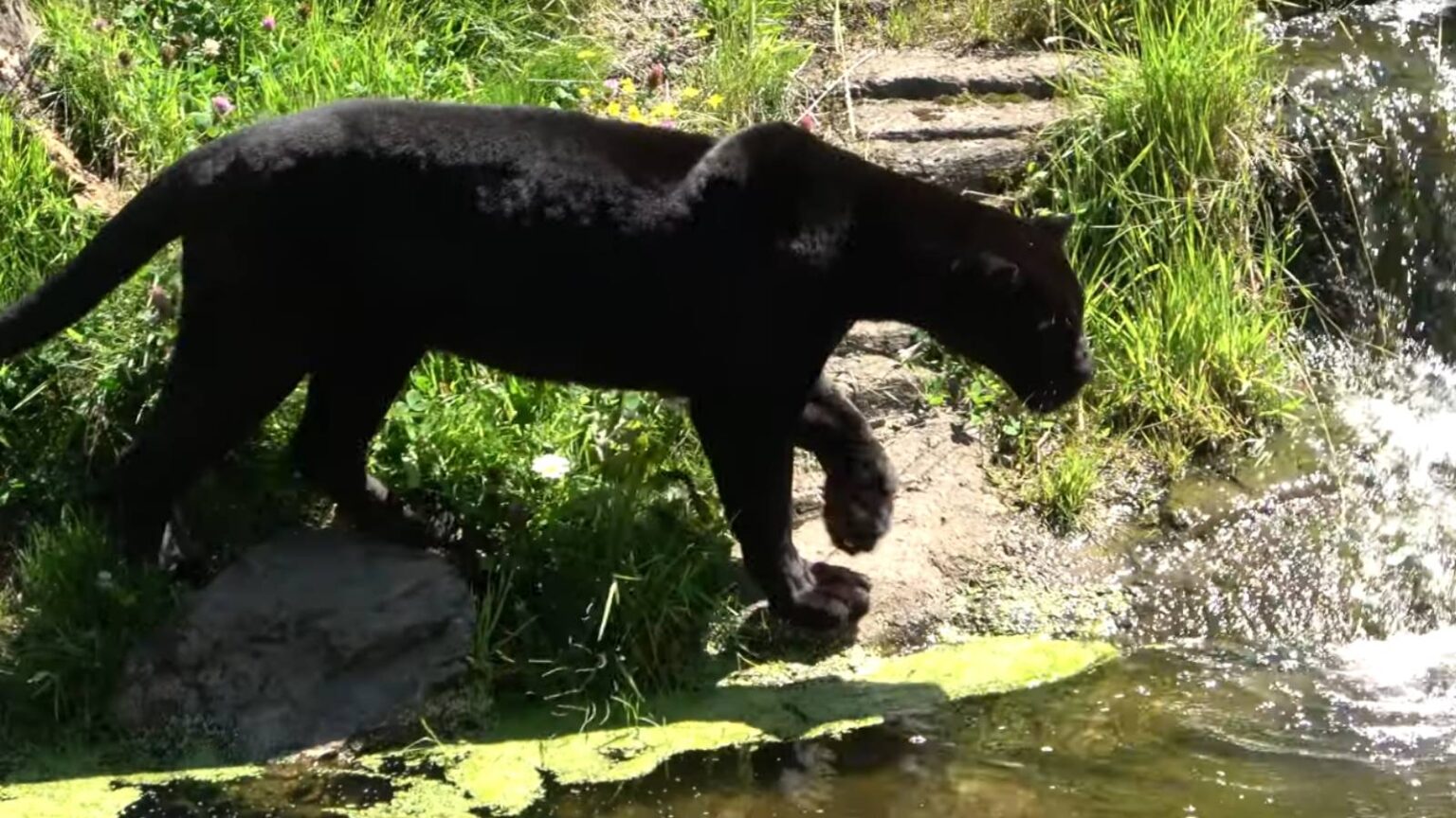 Chester Zoo Day Trip: Tickets, Timing, Hotels & Must-See Animals ...