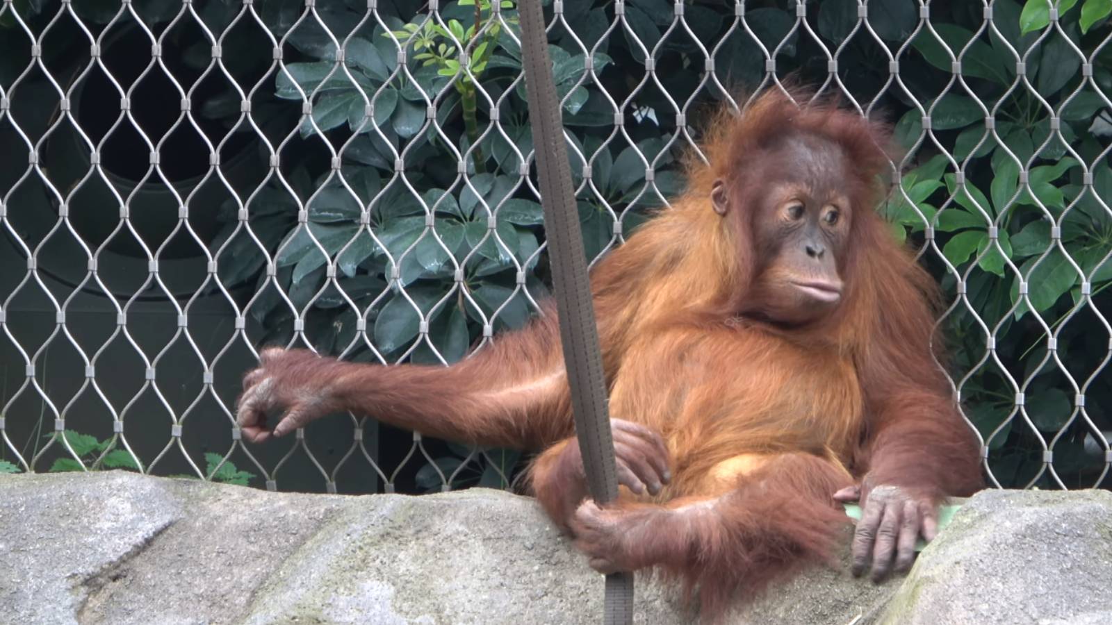 Chester Zoo Day Trip: Tickets, Timing, Hotels & Must-See Animals ...