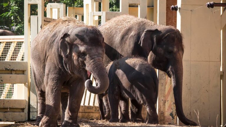 Chester Zoo Day Trip: Tickets, Timing, Hotels & Must-See Animals ...
