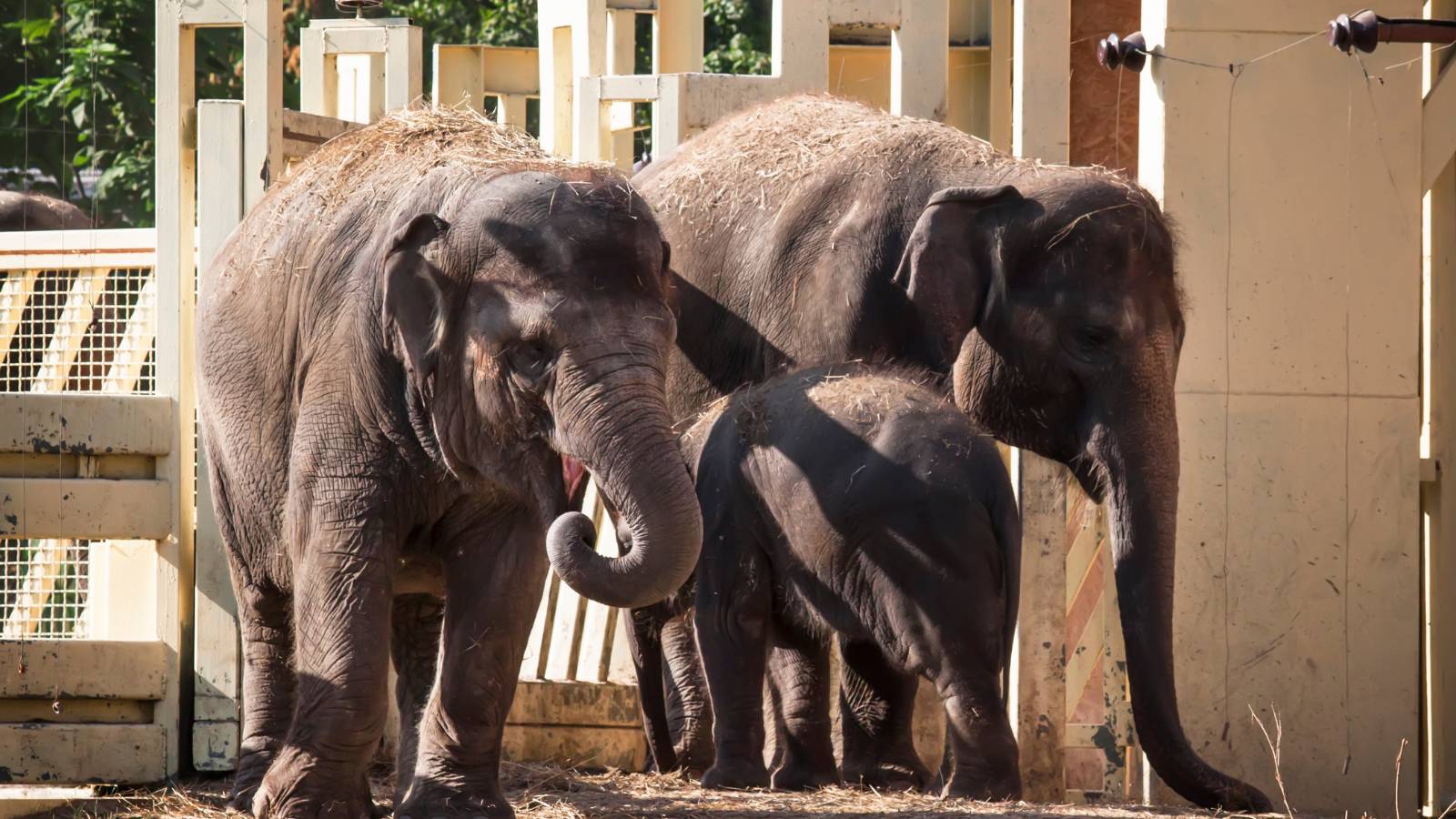 Chester Zoo Day Trip: Tickets, Timing, Hotels & Must-See Animals ...