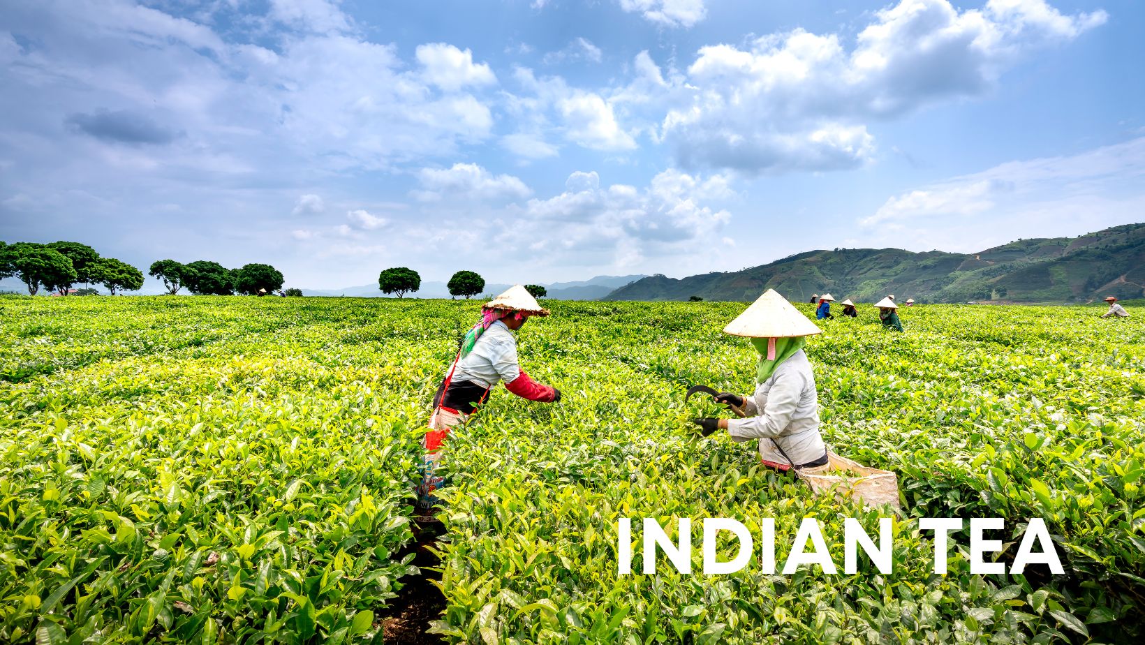 The Legendary Origin of Indian Tea: A Journey Through Myth - Citybit